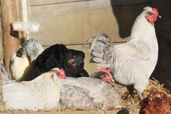 How to Start Raising Chickens: Five Welfare Needs - Backyard Poultry